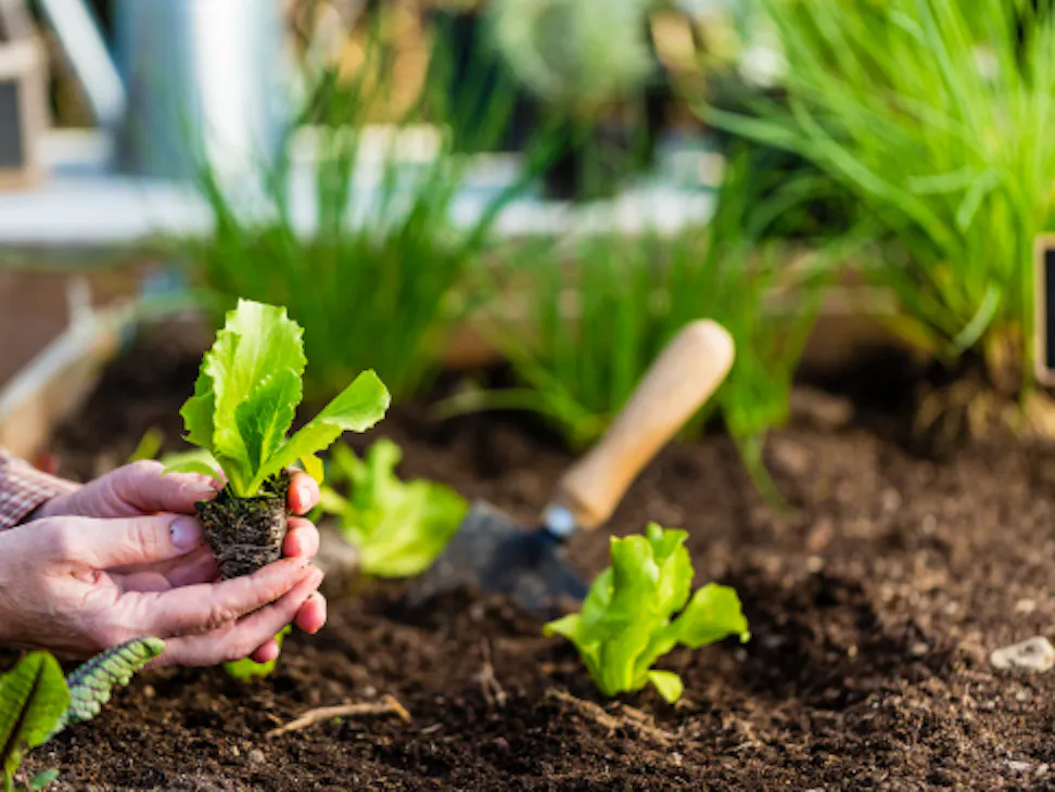 Votre magazine : Détente Jardin, n°1 de la presse jardin